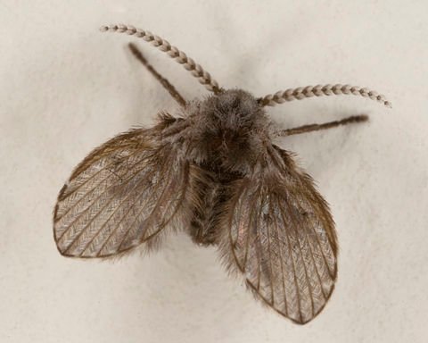 Drain Fly Larvae